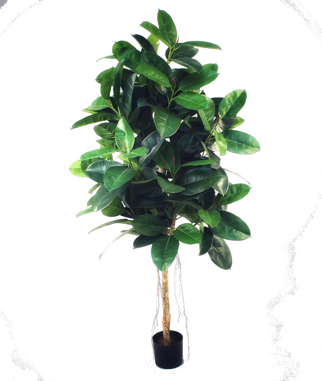 FIKUS | FICUS ROBUSTA 170 CM - Webflower