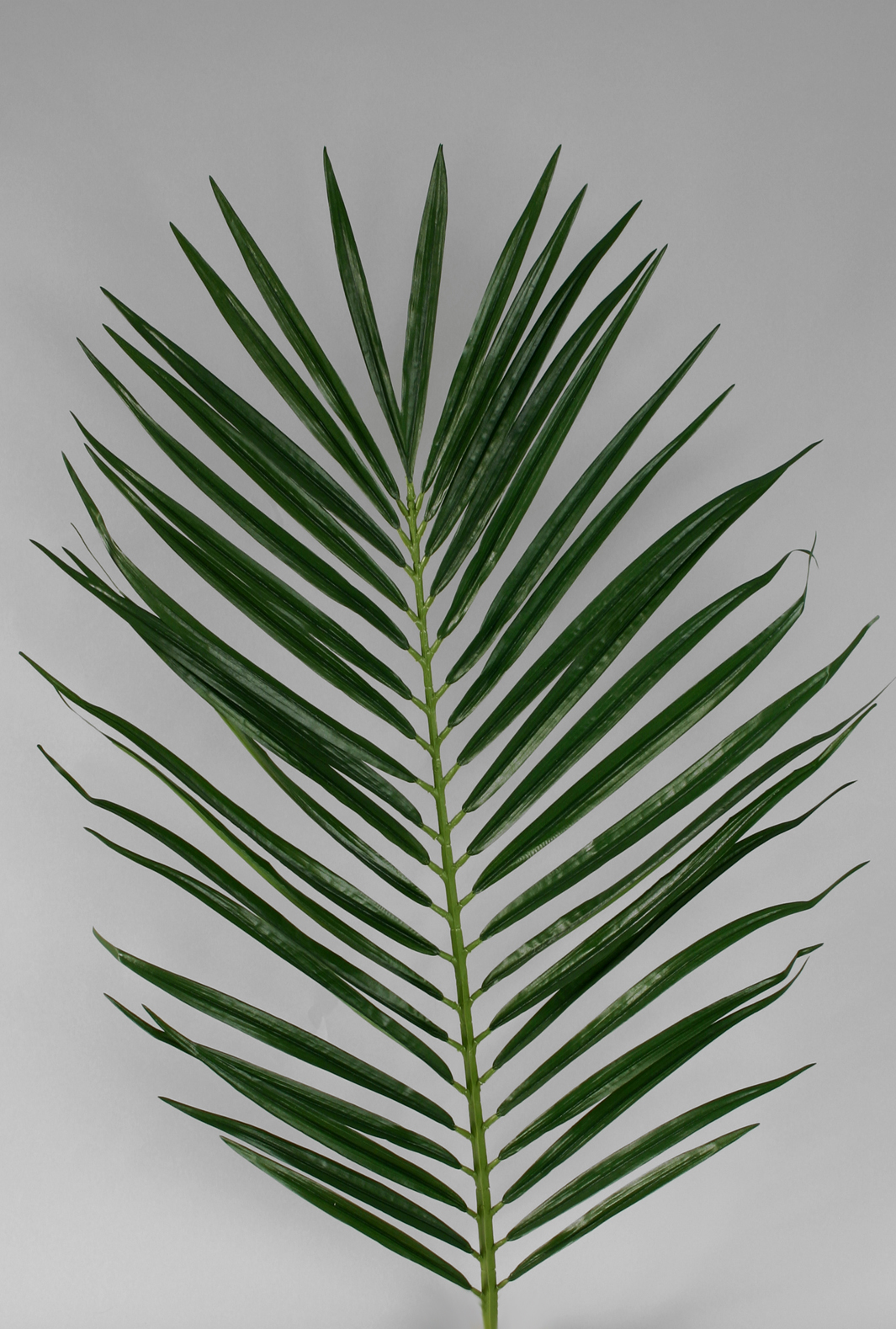 Palmblad | Areca 150 cm - Webflower