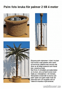 Palm | Dadelpalm äkta palmblad 230 cm - Webflower