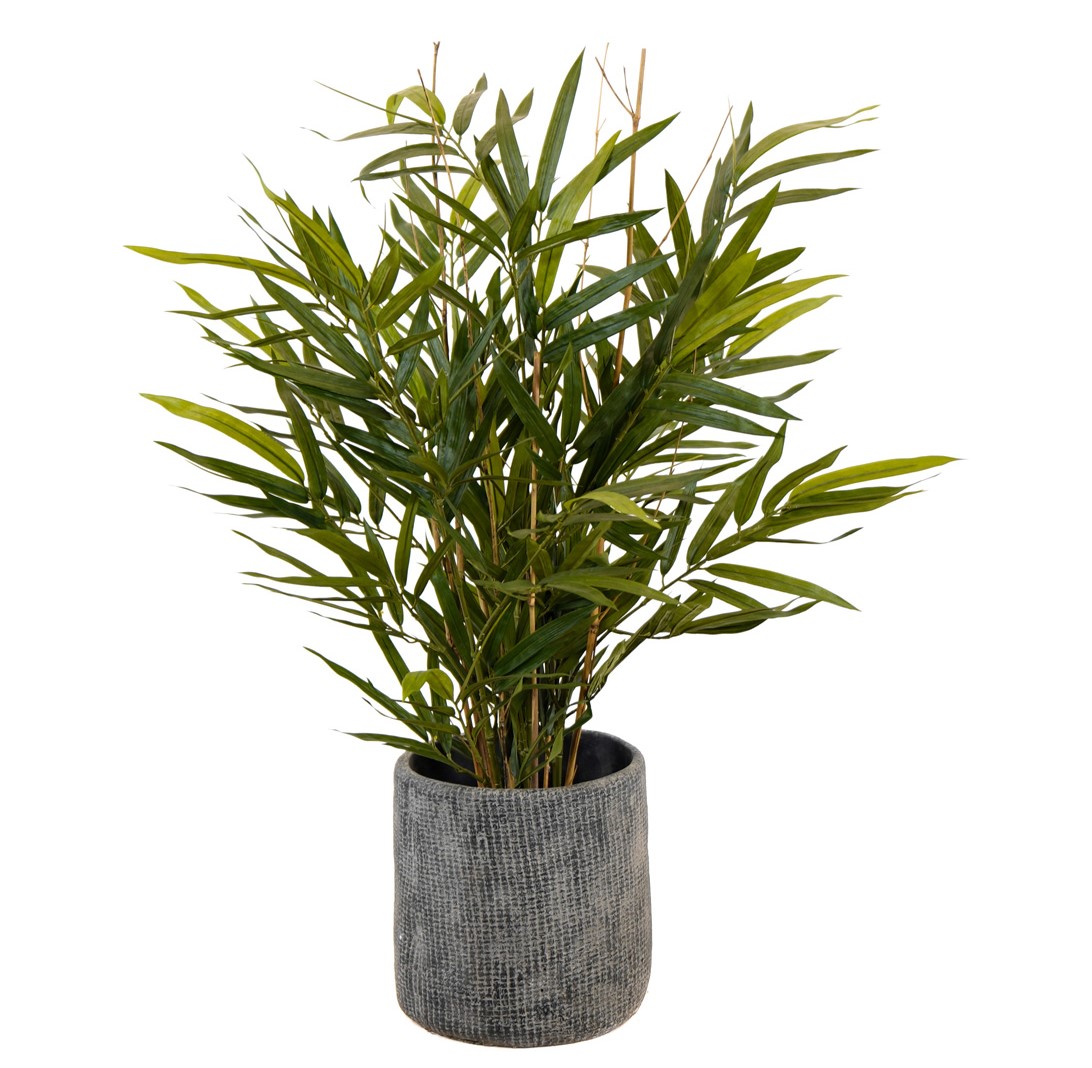 Bambu | Bambubuske Royal 70 cm | Webflower