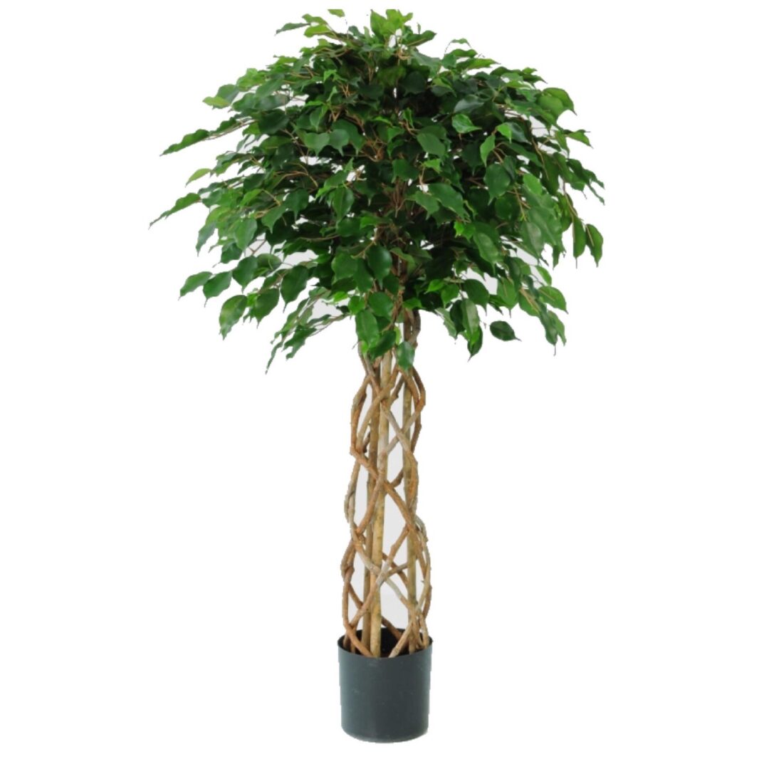 Fikus | Fiolfikus på stam 140 cm - Webflower