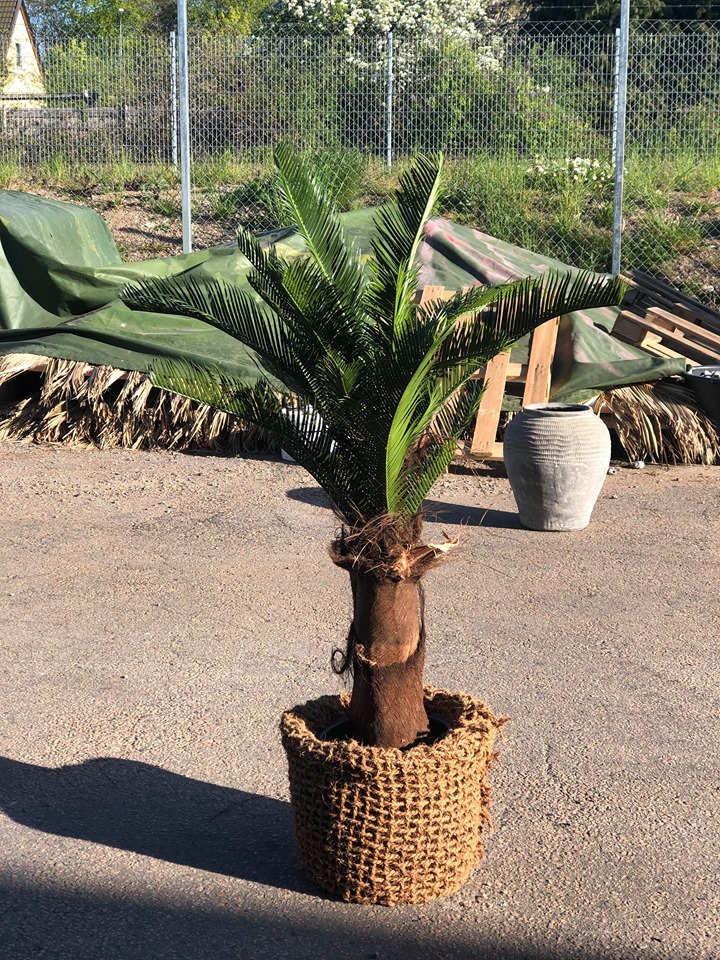 Palm | Cycas Japansk kottepalm 110 cm - Webflower