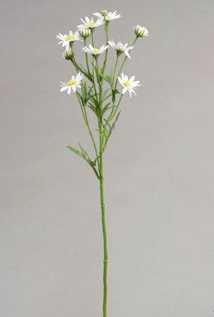 Margurite 60 cm - Webflower