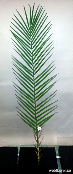 Palmblad | Phoenix Canariensis 116 cm - Webflower
