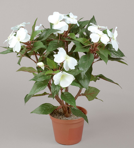 Impatiens | Flitiga Lisa Vit 40 cm - Webflower