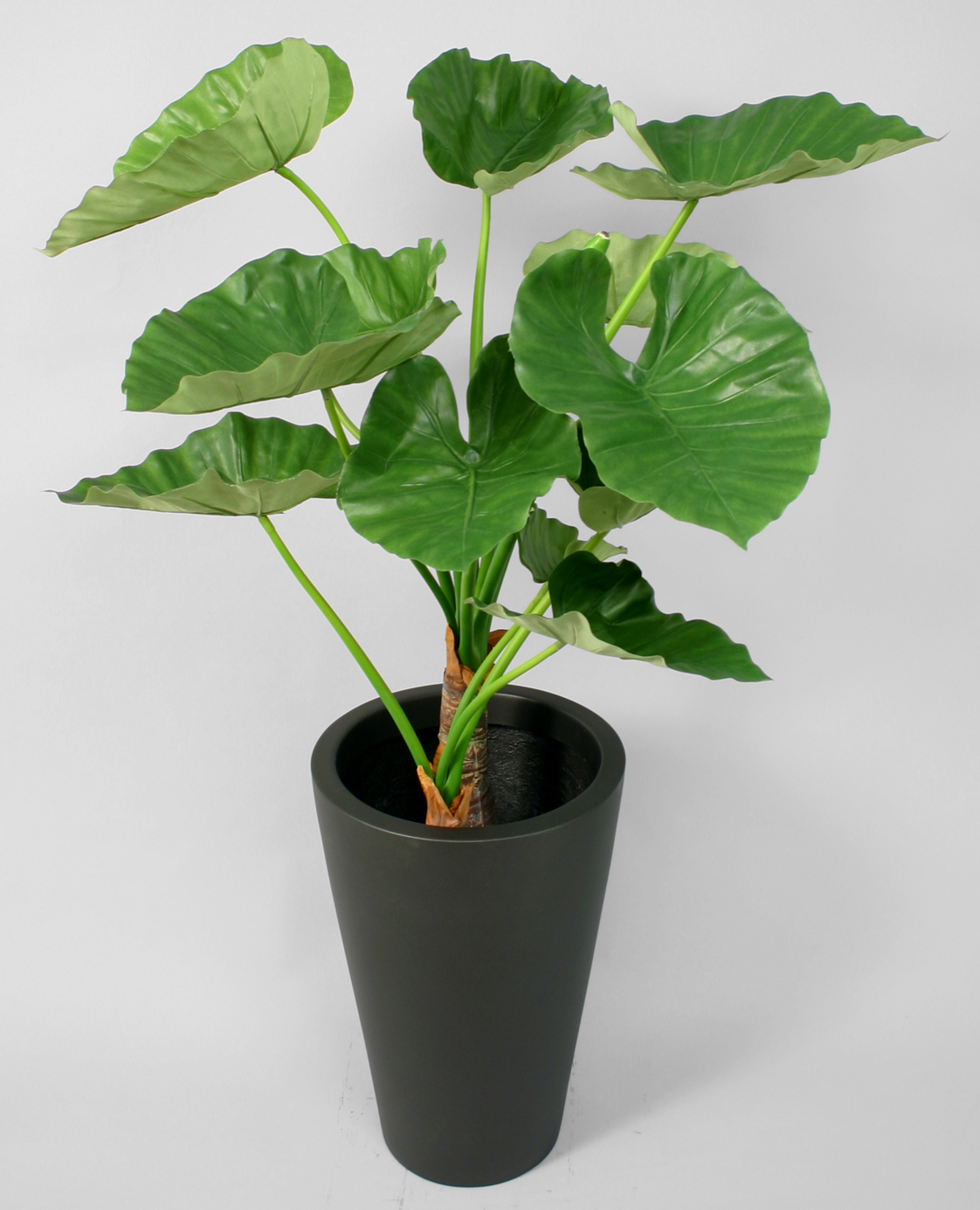 Alocasia Calidora 100 cm - Webflower