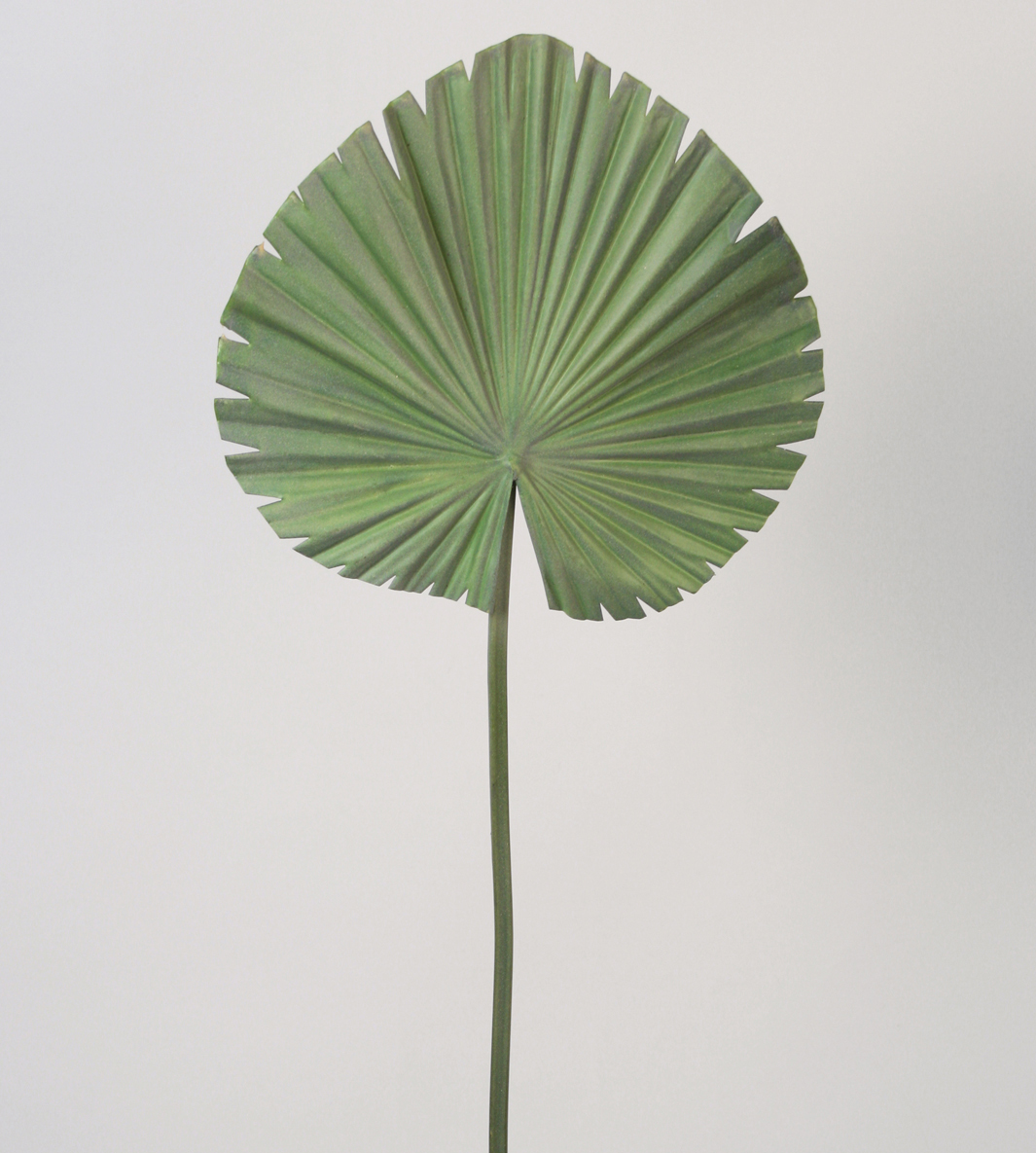 Palmblad | Pan 60 cm - Webflower