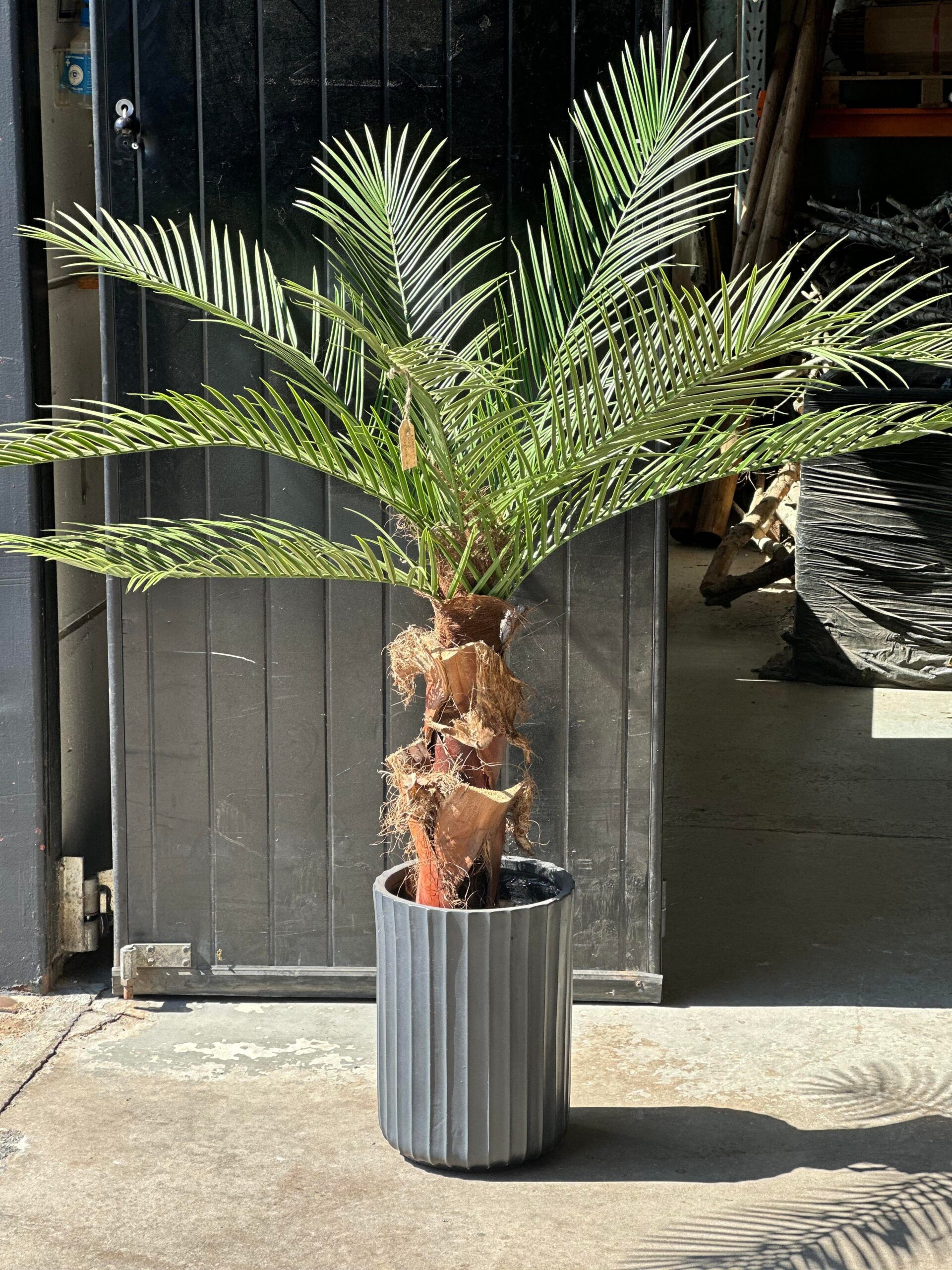 PALM | KANARIEPALM PHOENIX BARKPALM 150 CM | Webflower