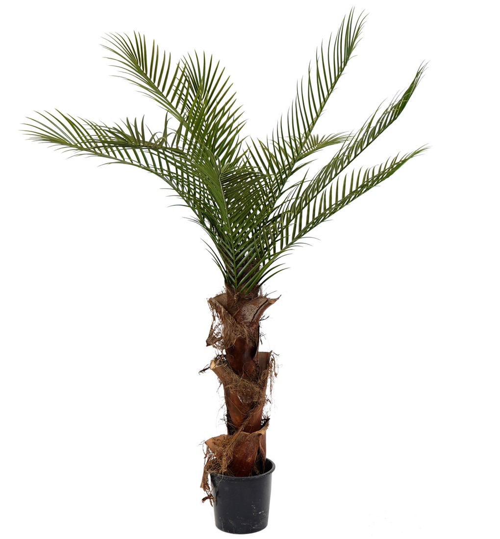 PALM | KANARIEPALM PHOENIX BARKPALM 150 CM | Webflower